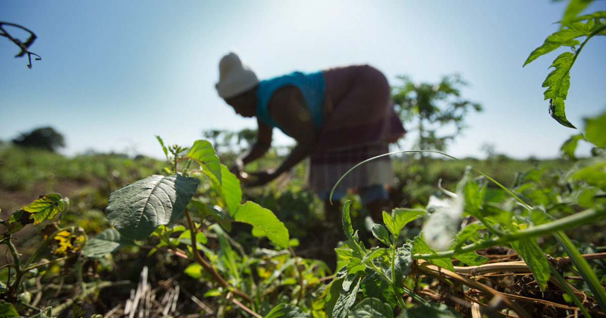 Renew Our World | Tearfund Australia